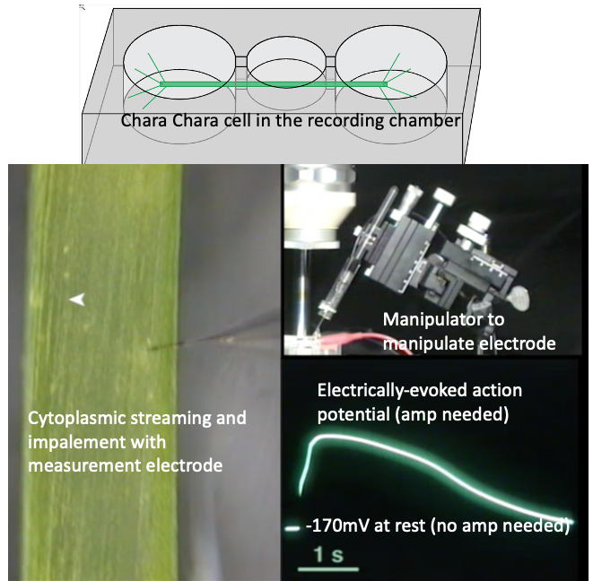 Syllabus — Biology of Electricity