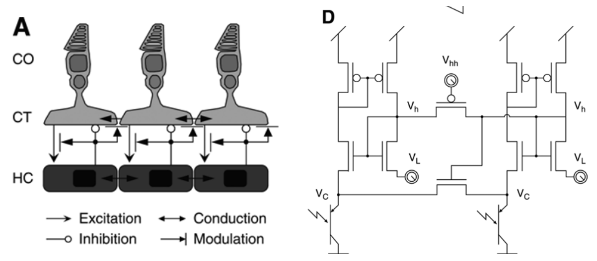 Syllabus — Biology of Electricity