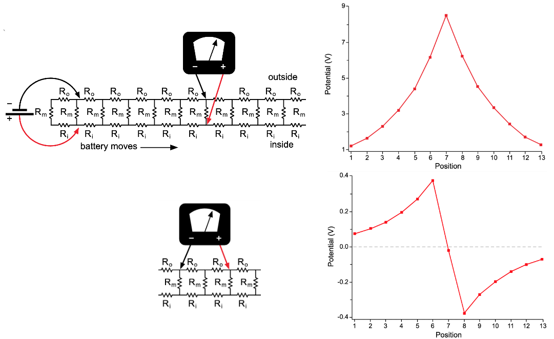 Syllabus — Biology of Electricity