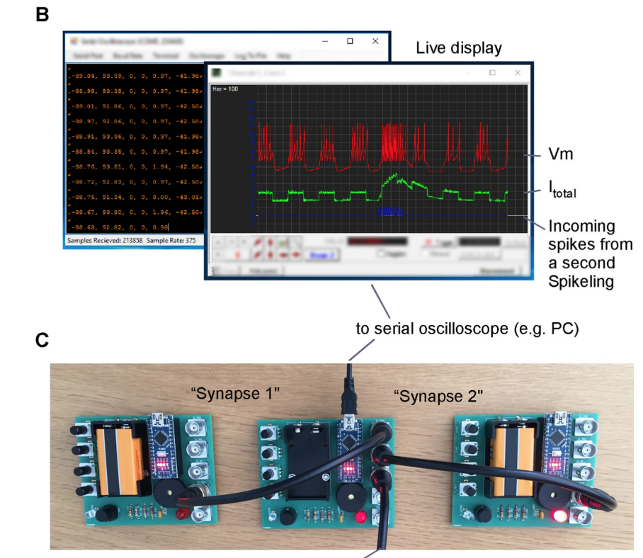 Syllabus — Biology of Electricity