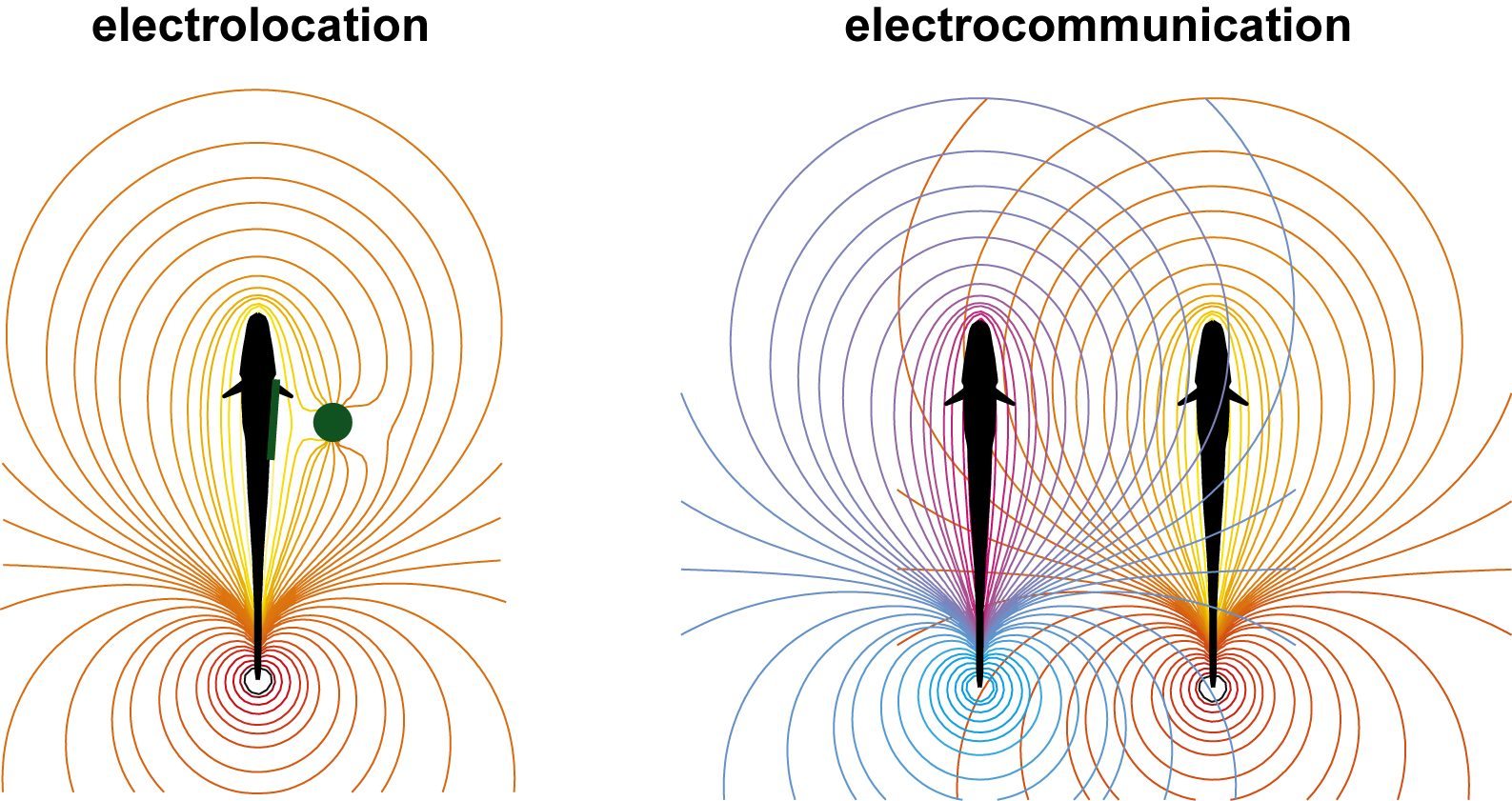 Syllabus — Biology of Electricity